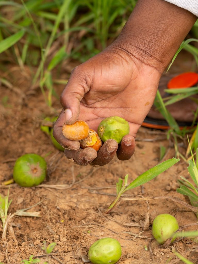 About Us – SheaTree